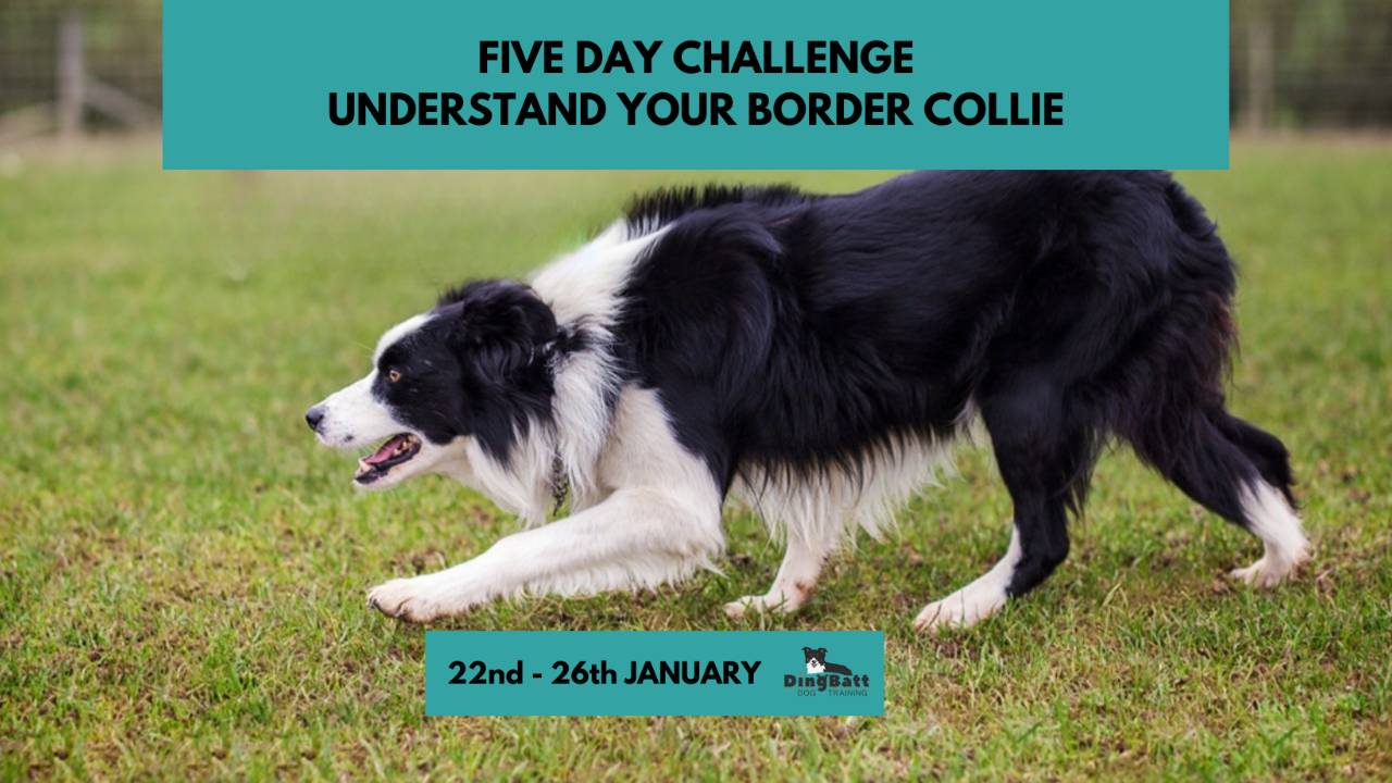 Reactive Border Collie Training Challenge