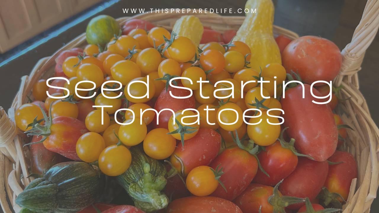 How to Start Tomatoes from Seed