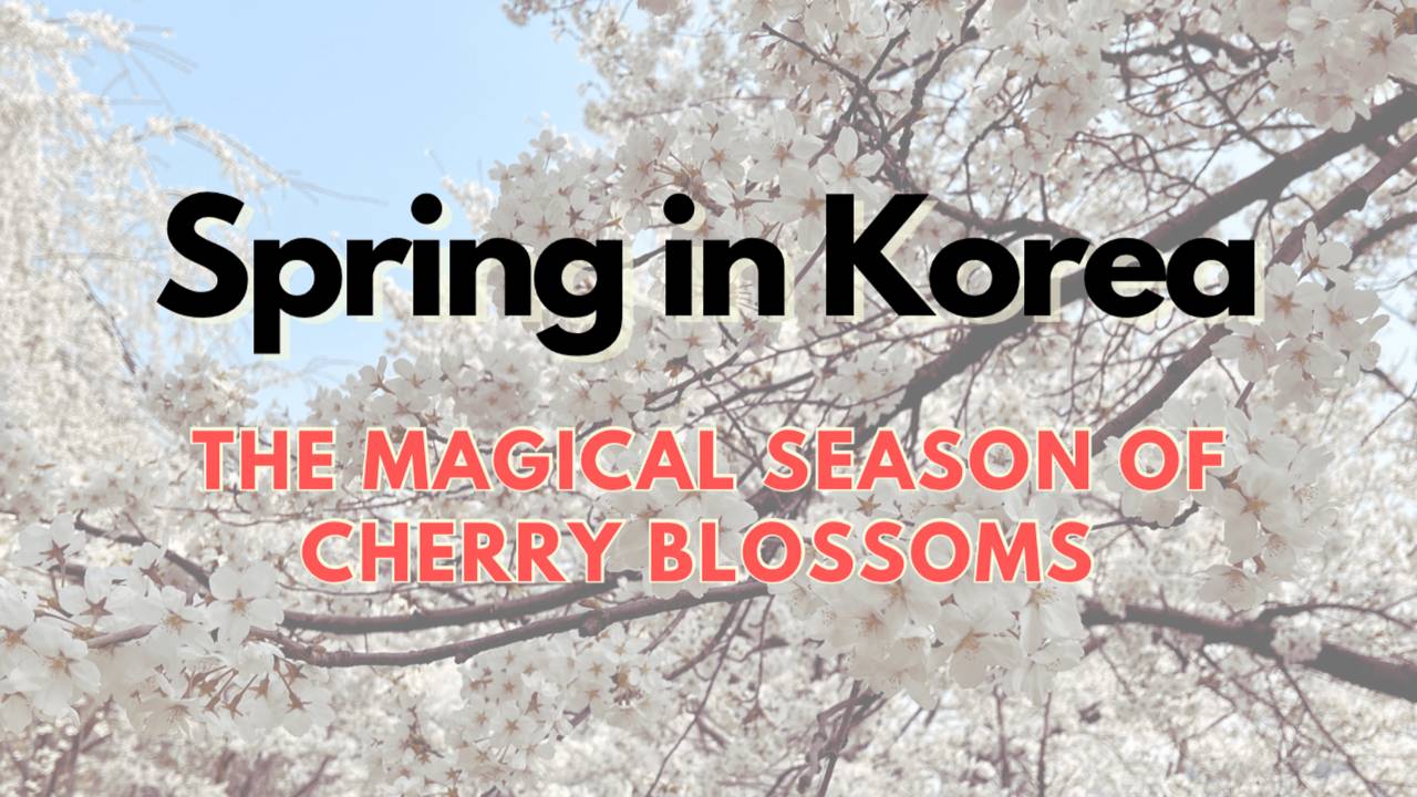 Spring in Korea: The Magical Season of Cherry Blossoms