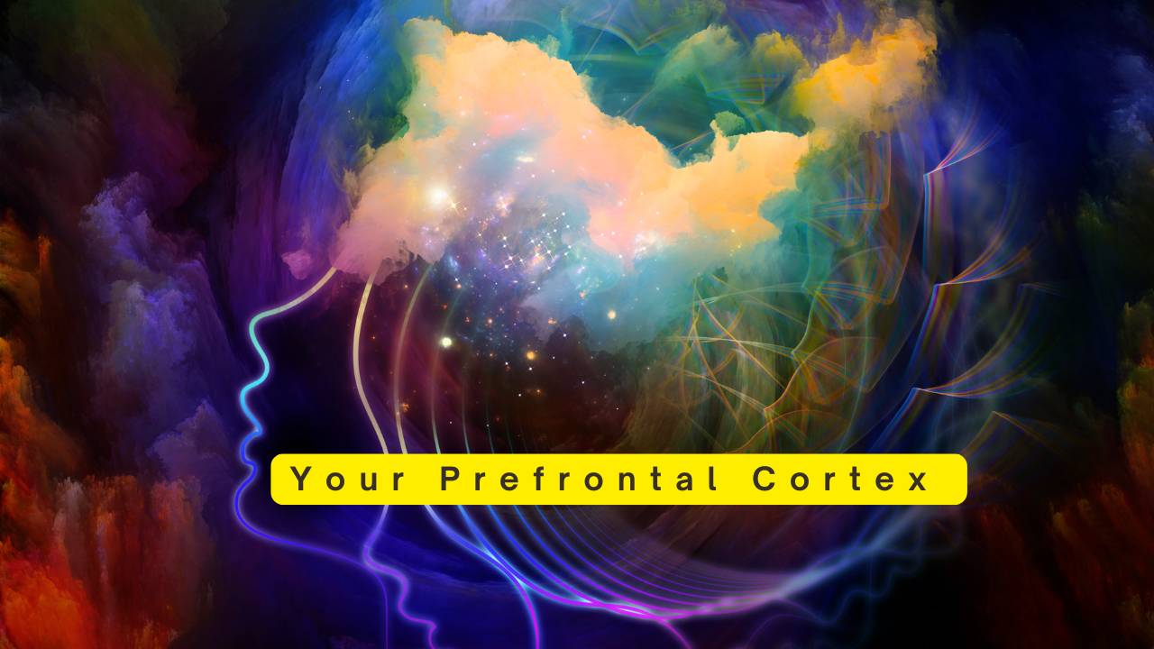 Your Prefrontal Cortex