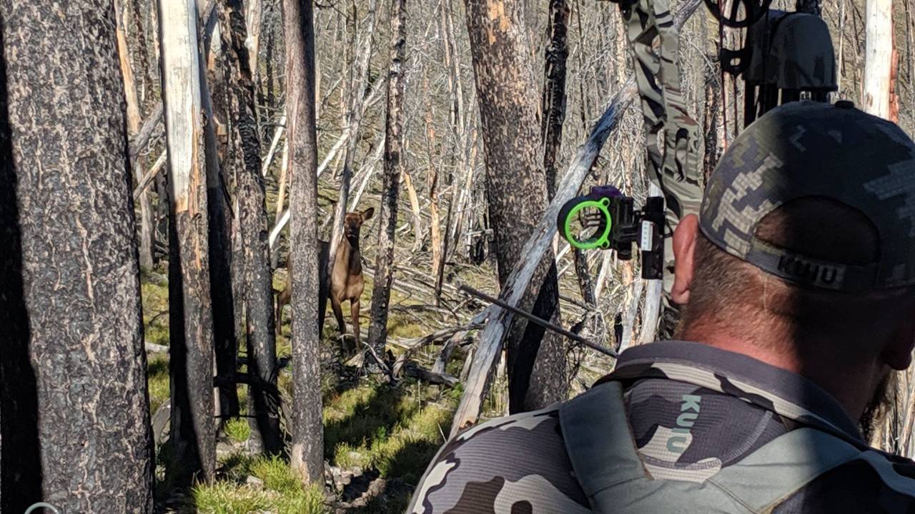 The Perfect Bow Sight for Elk Hunting