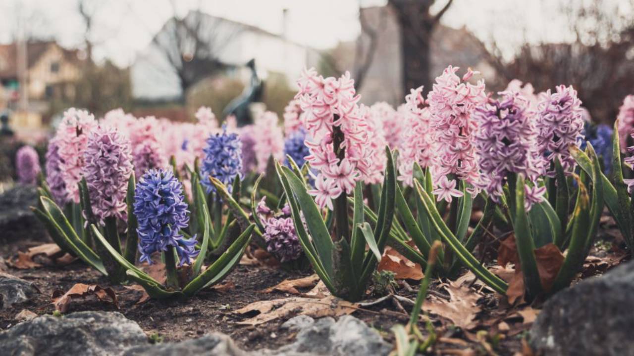 Spring Planting Guide: Essential Flowers and Shrubs for Your Garden