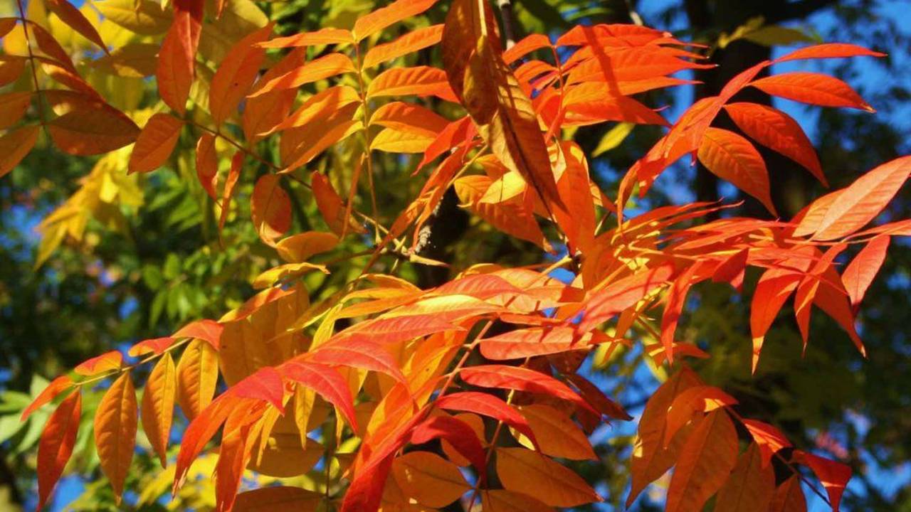 Top 5 Trees for Fall Color in Southern California
