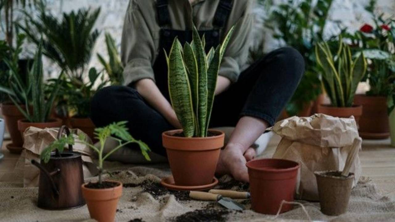 Choosing the Right Plants for Your Garden