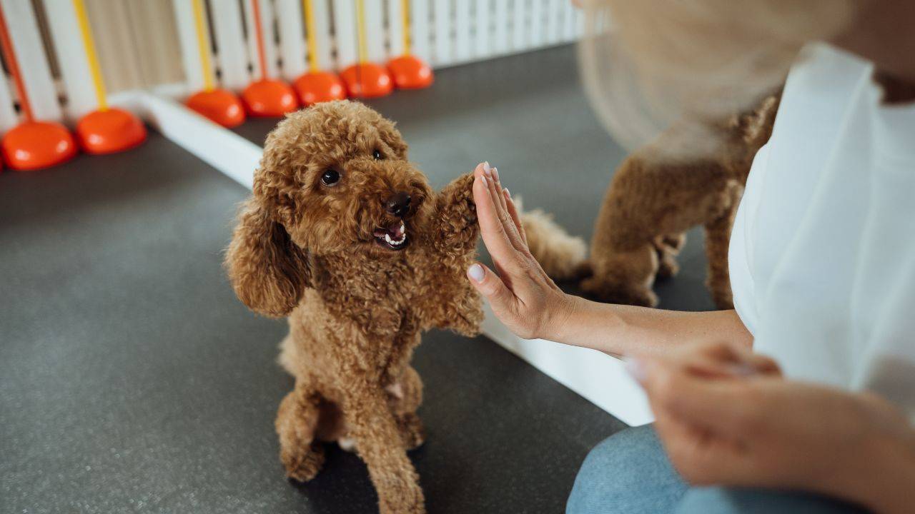 How to become a dog trainer (the ultimate guide) | Heart Dog
