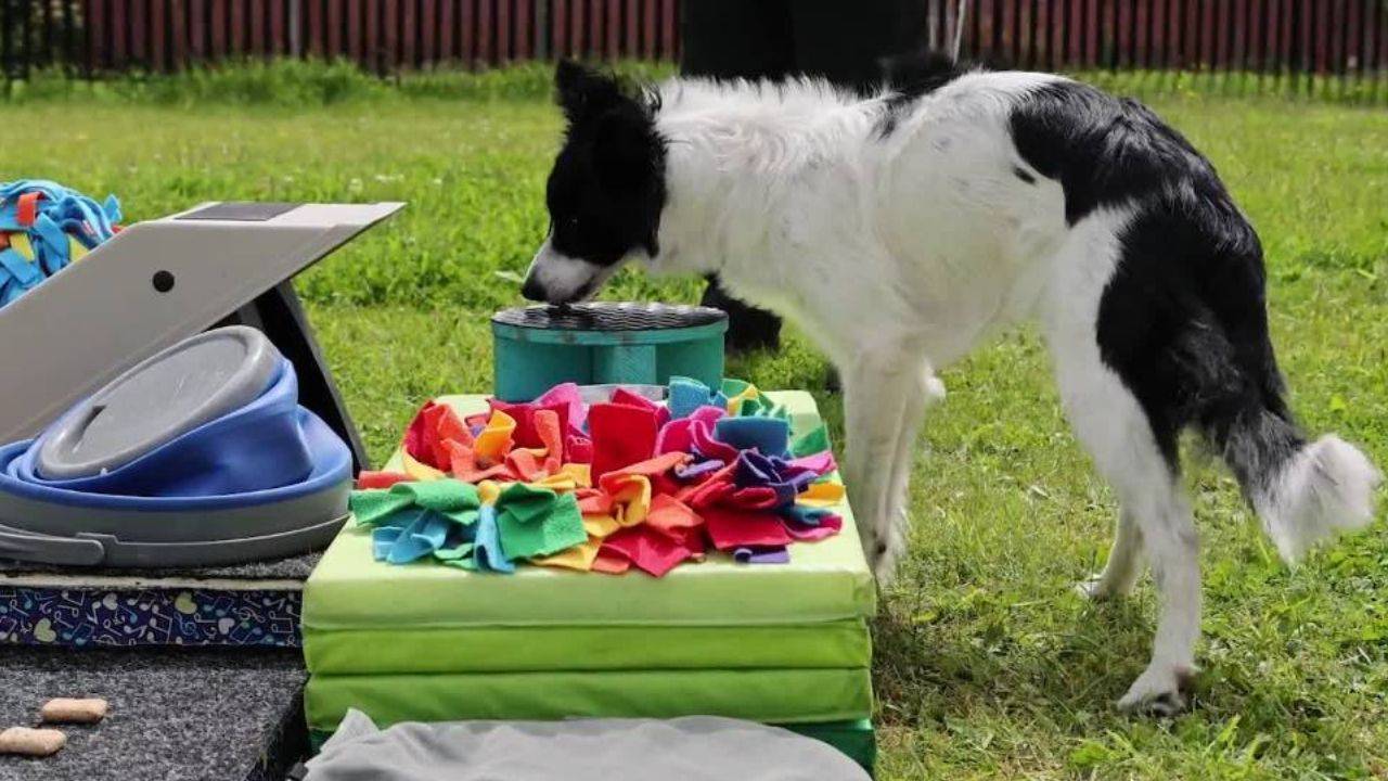 A dog trainer’s guide to working with reactive dogs | Heart Dog