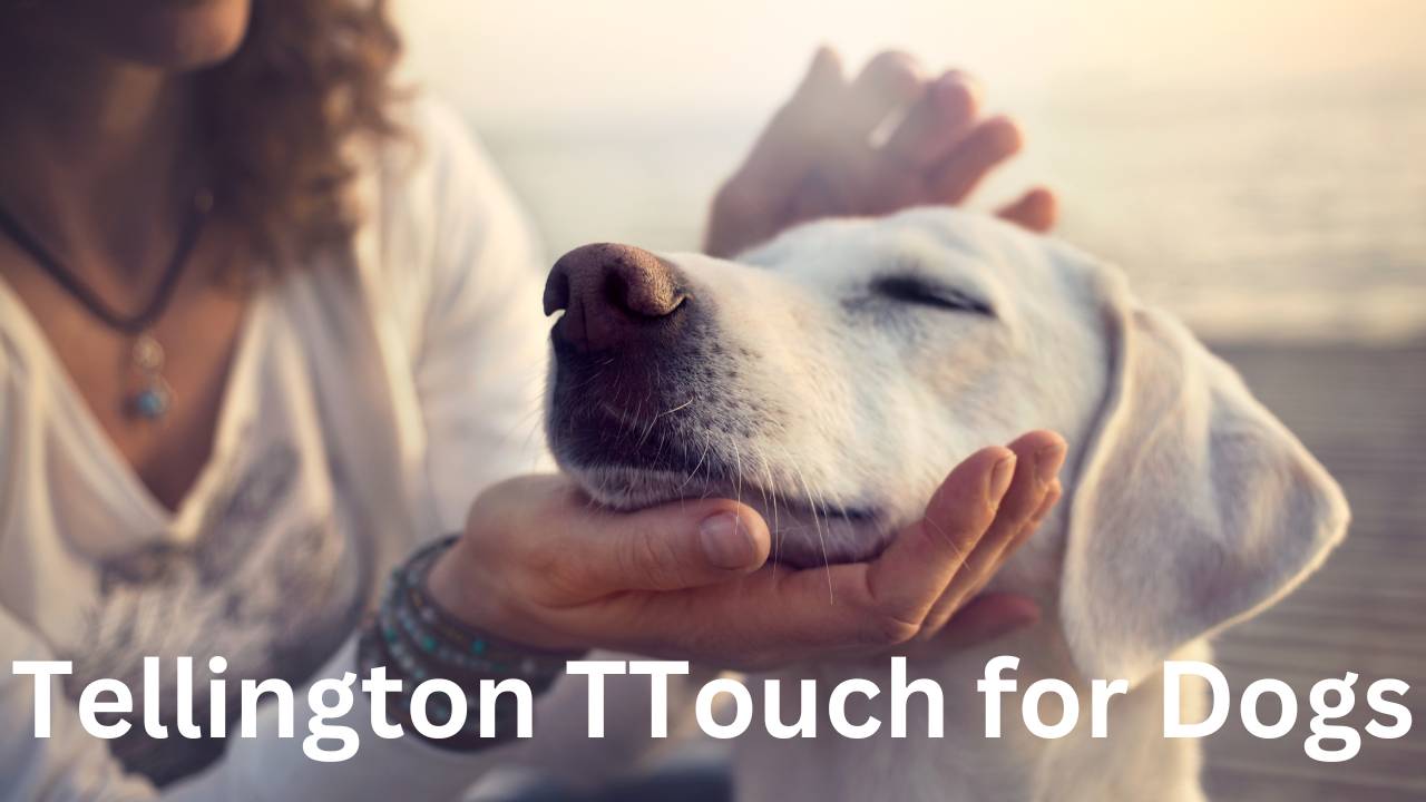 Tellington TTouch Workshop | Online Training | HeartDog