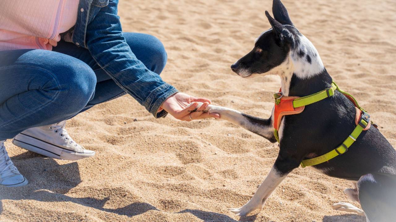 How to find your dog training niche (& why it matters!)