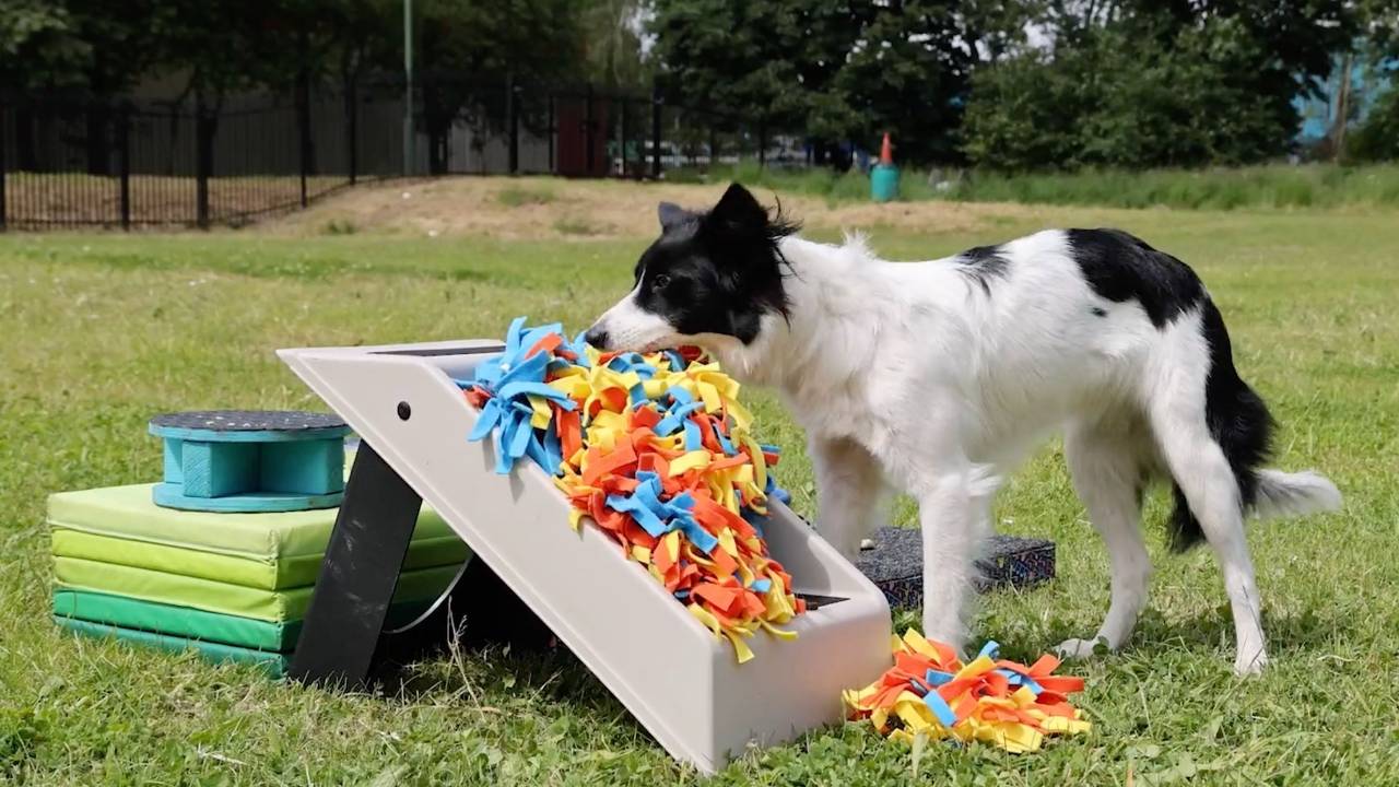 How ACE Free Work can help reactive dogs feel safer | HeartDog
