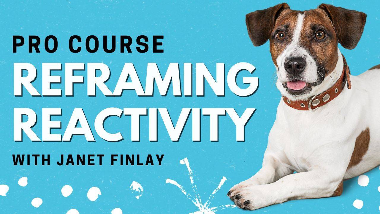 Reframing Reactivity 2.0 Pro Course