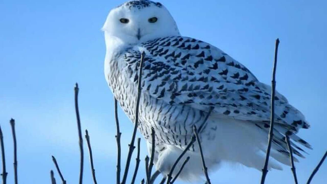 Kolmogorov Arnold Networks Kans For Time Series Forecasting