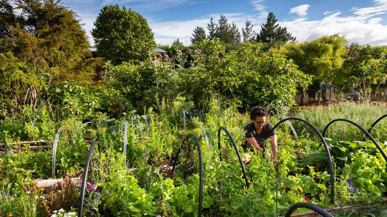 Indigenous Soil Sovereignty - Investigating Reindigenousing Practices