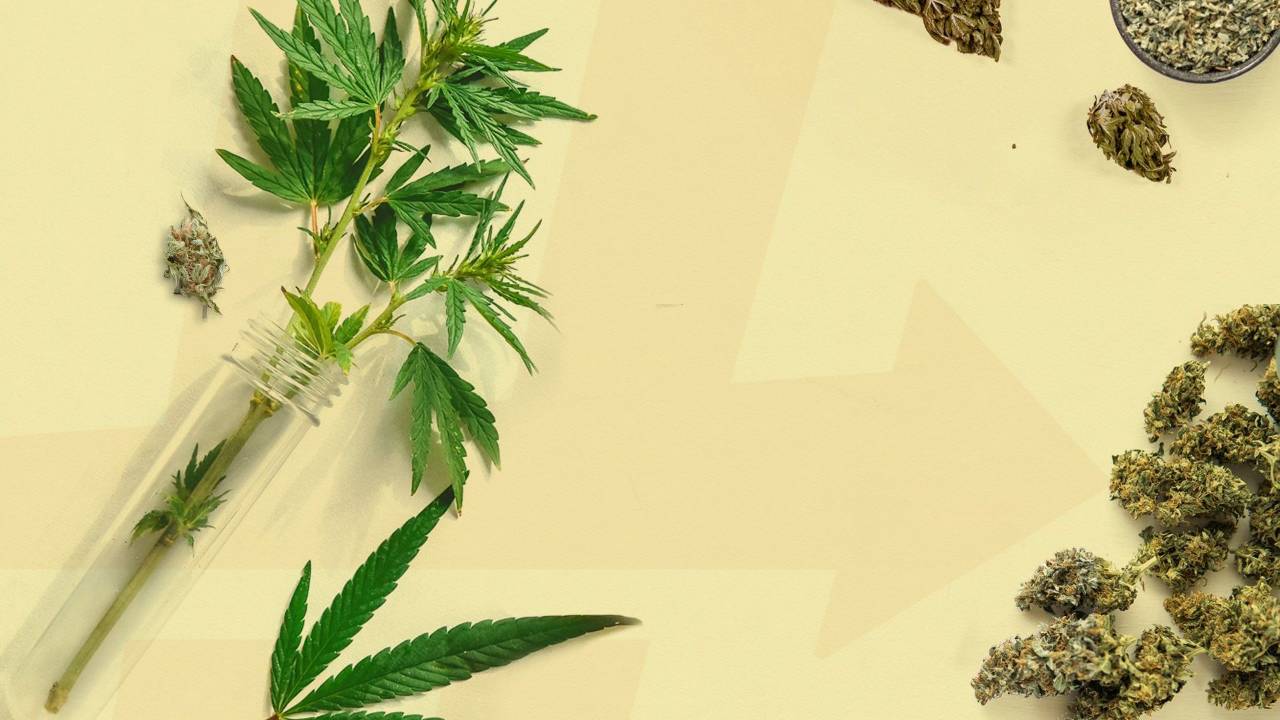 Intro To Cannabinoids