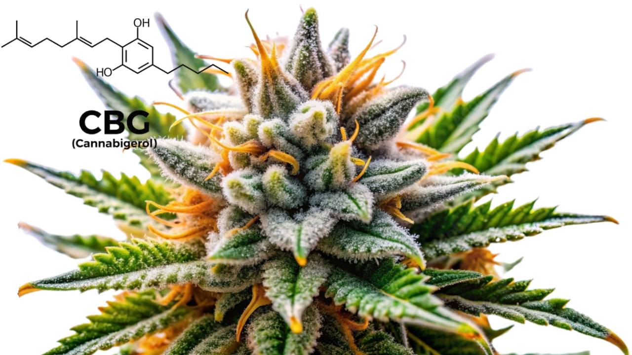 CBG & CBGA: The Cannabinoids Worth Knowing