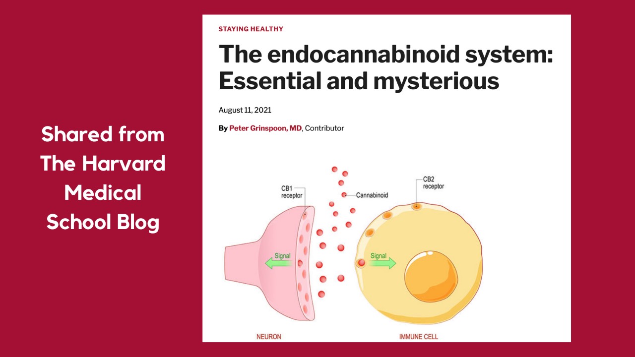 The Endocannabinoid System: Essential and Mysterious by Dr. Grinspoon