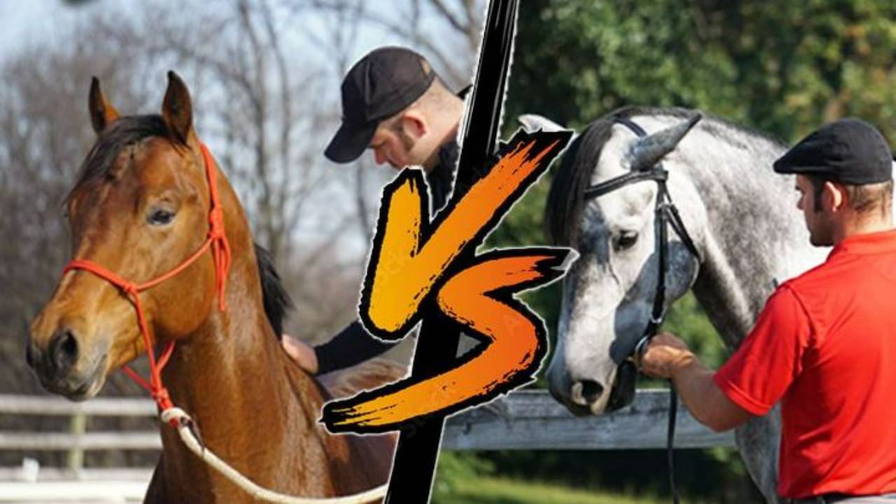 Groundwork VS In-Hand Work
