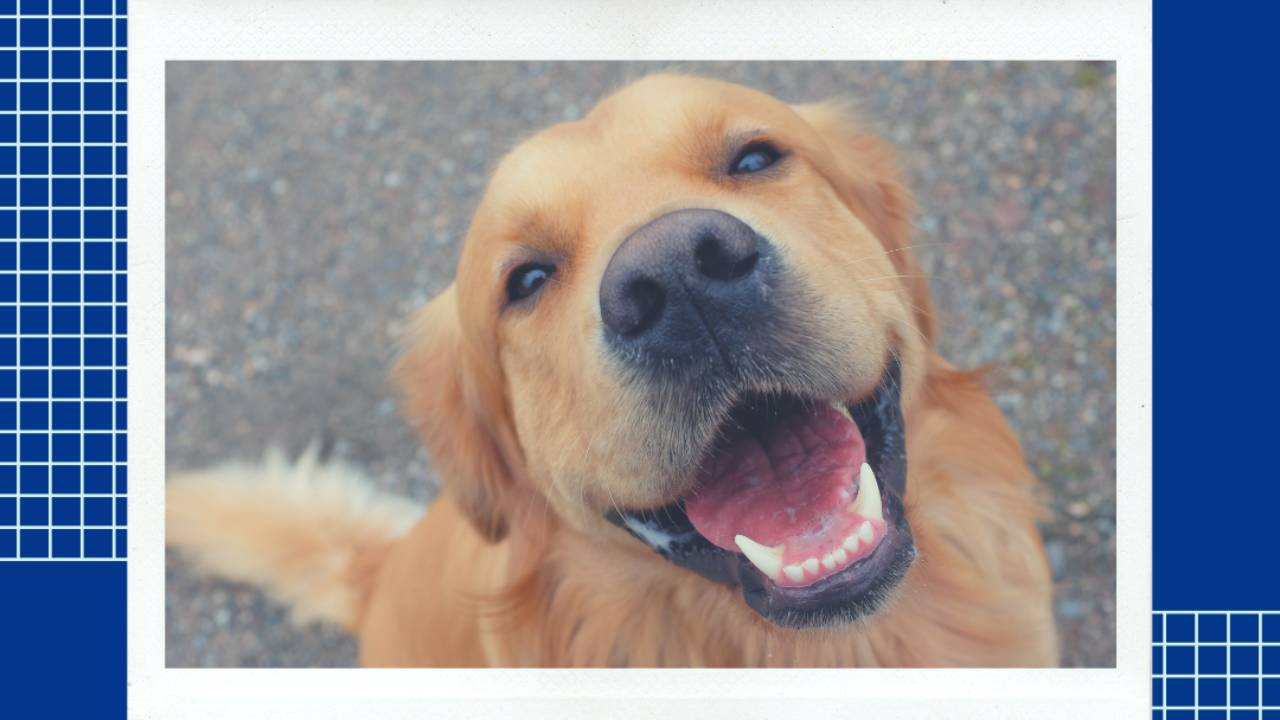 The Best Little Veterinary Conference in Texas