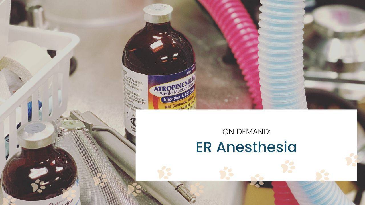 Online RACE Approved Veterinary CE