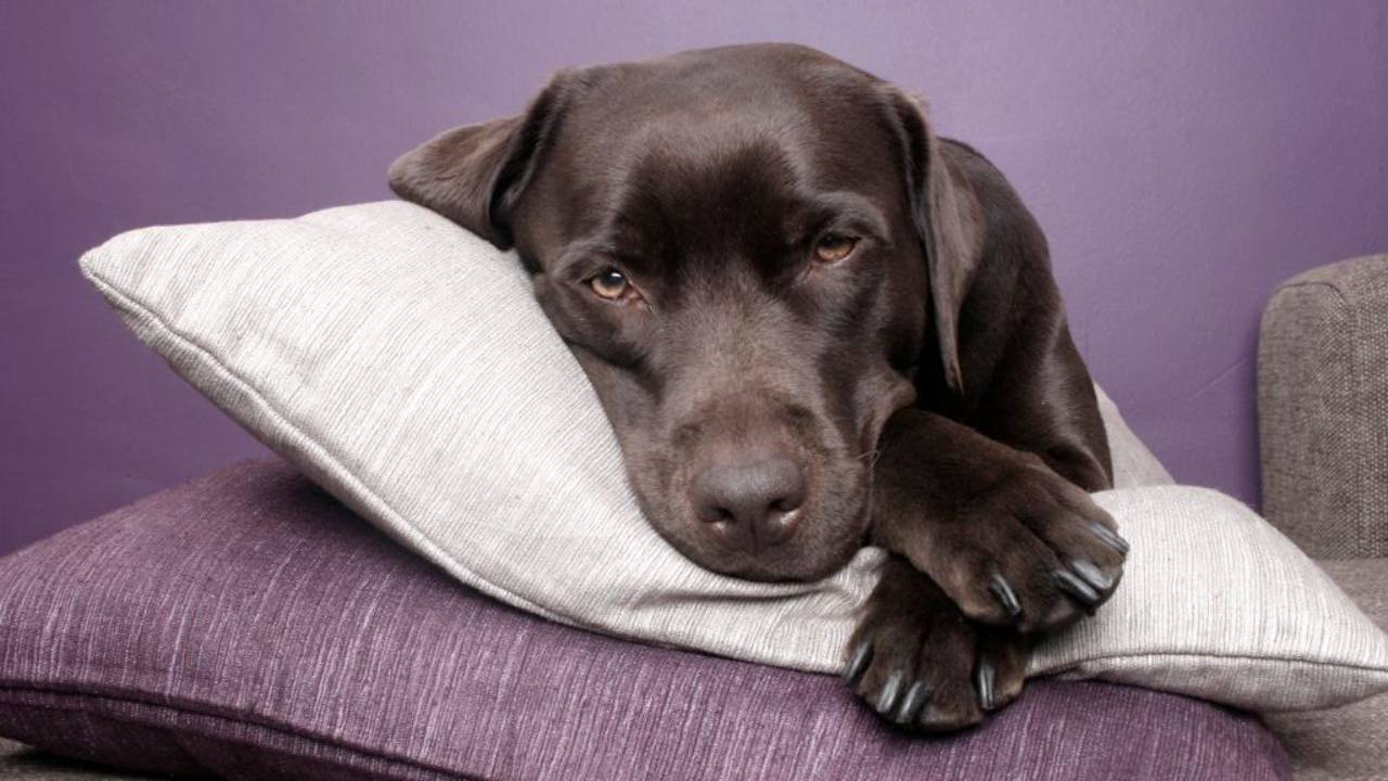 Slowing Down to Help Your Dog