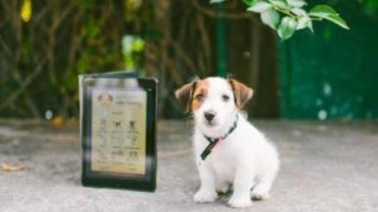Preparing Your Puppy for a World of Noises