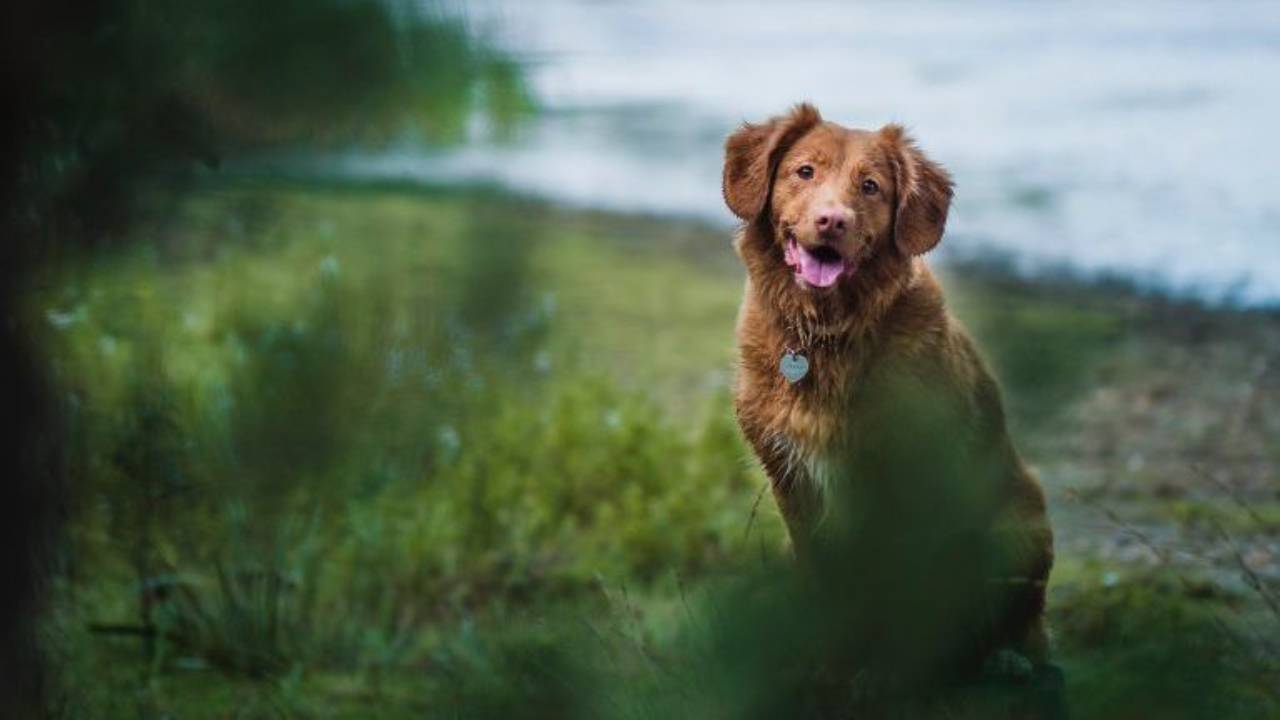The 3Ds of Dog Training: Duration, Distance, and Distraction