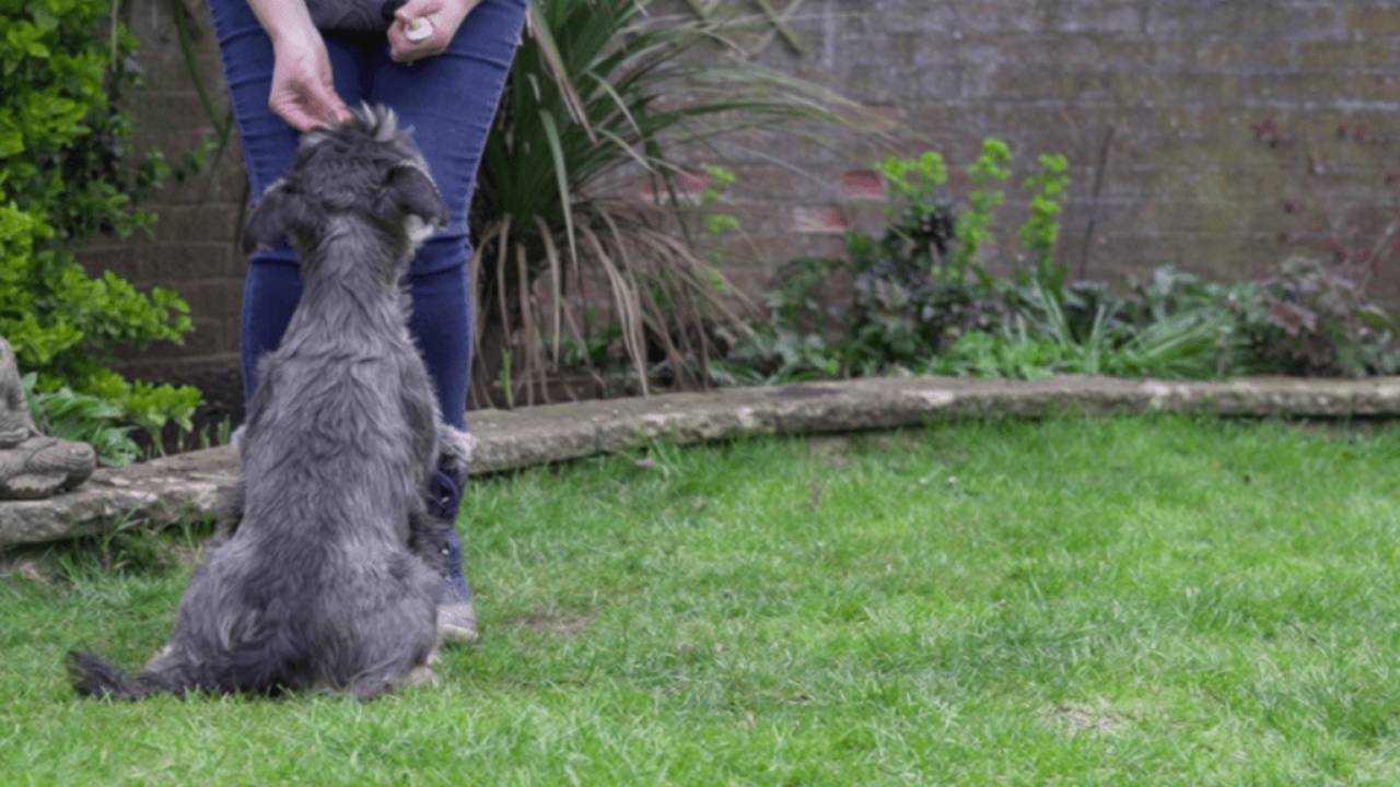 FRONT! A great exercise to teach your distracted dog!