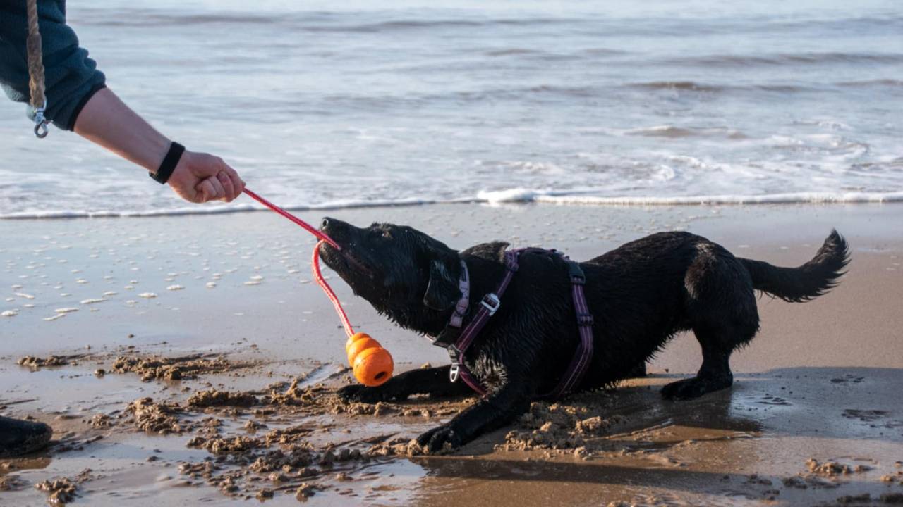 How to Bond with Your Dog Through Play