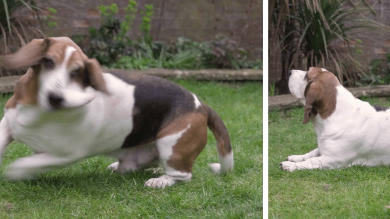 Our TOP Exercise for Dogs: Ready, Steady, Go!