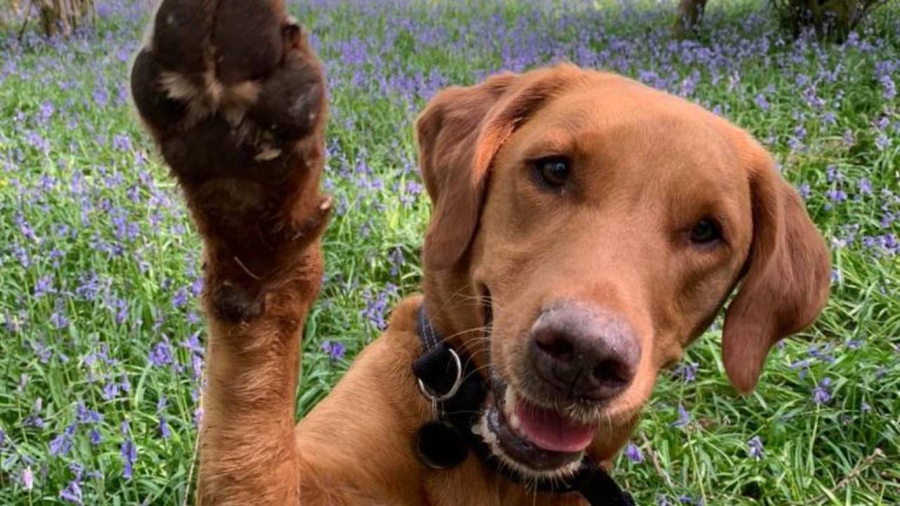 'Paws Up for the NHS' challenge