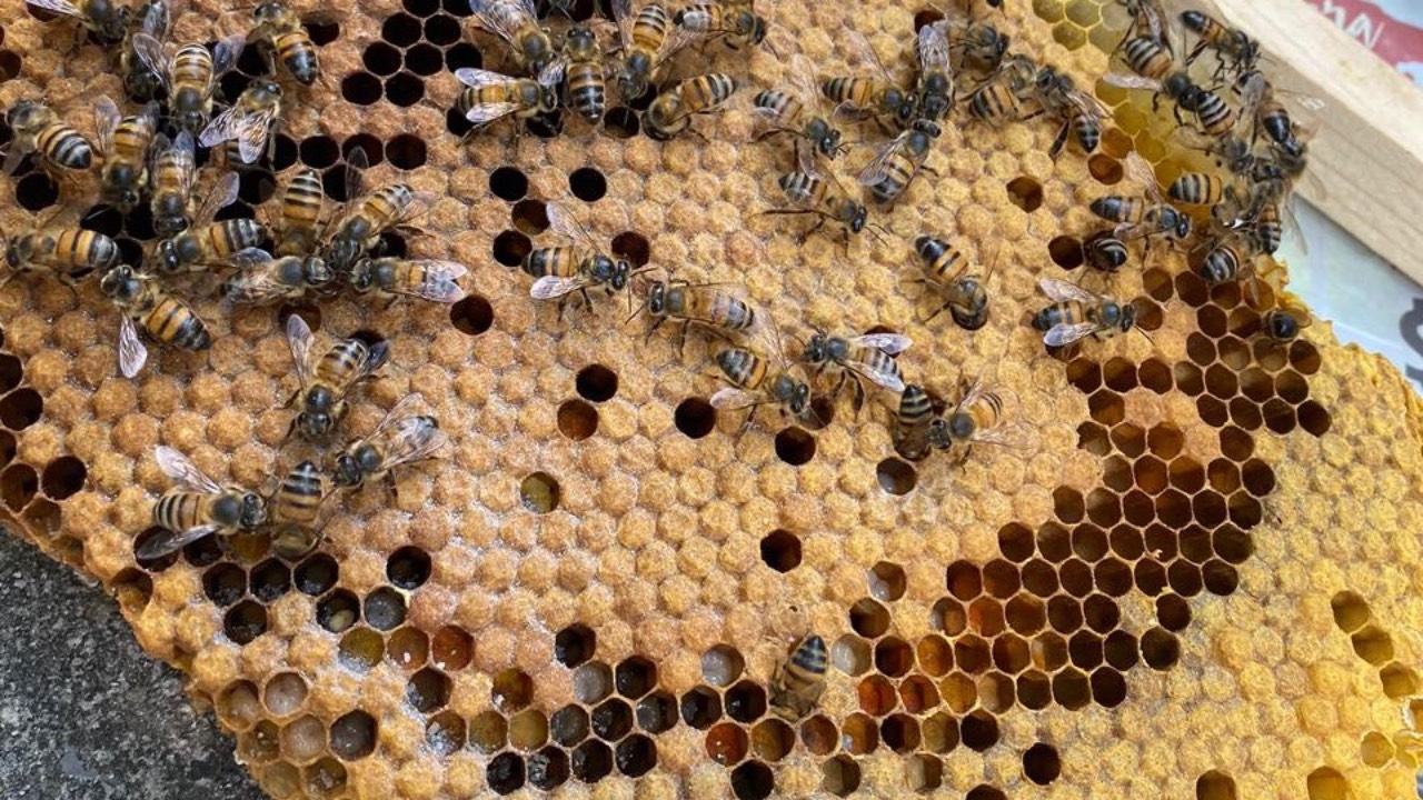 Celebrando a las abejas