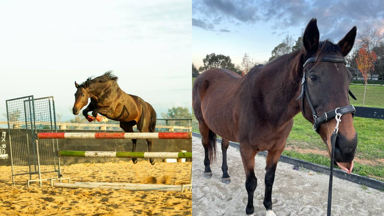 Is my horse too old for liberty?