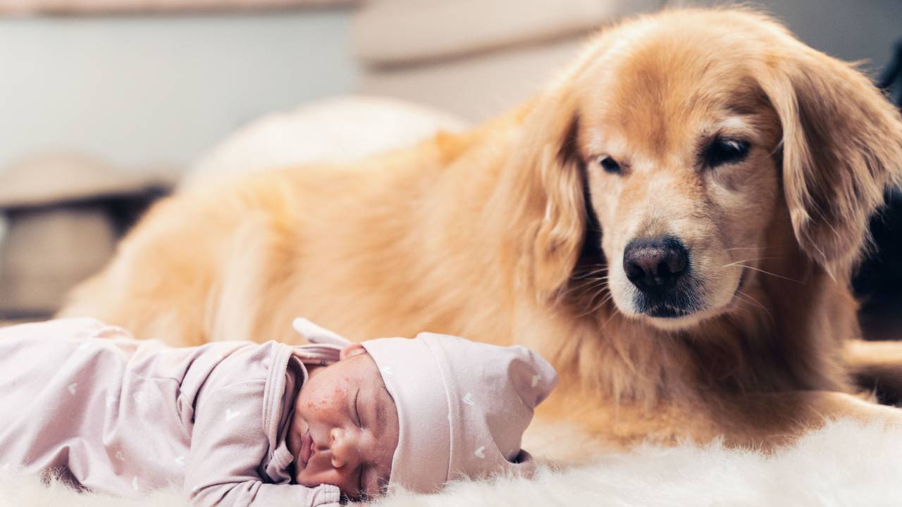 Babies and Dogs - Tips for Navigating the Transition