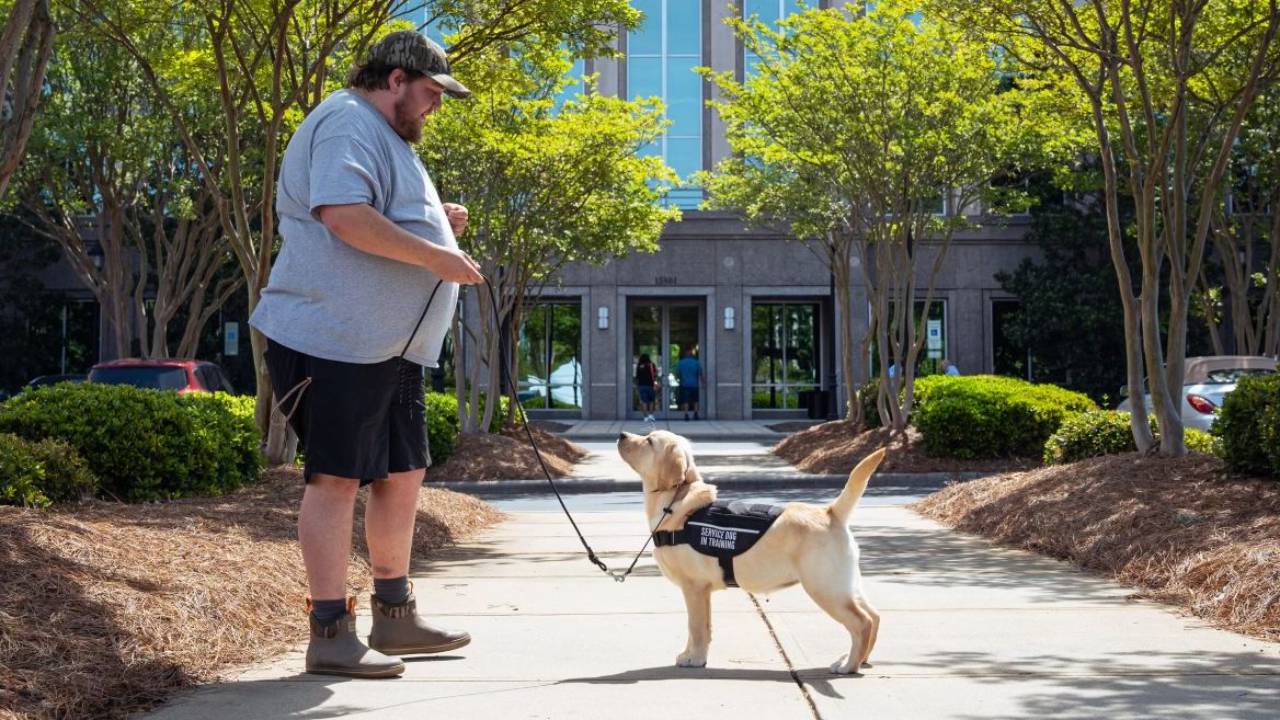 How to Select a Service Dog Prospect