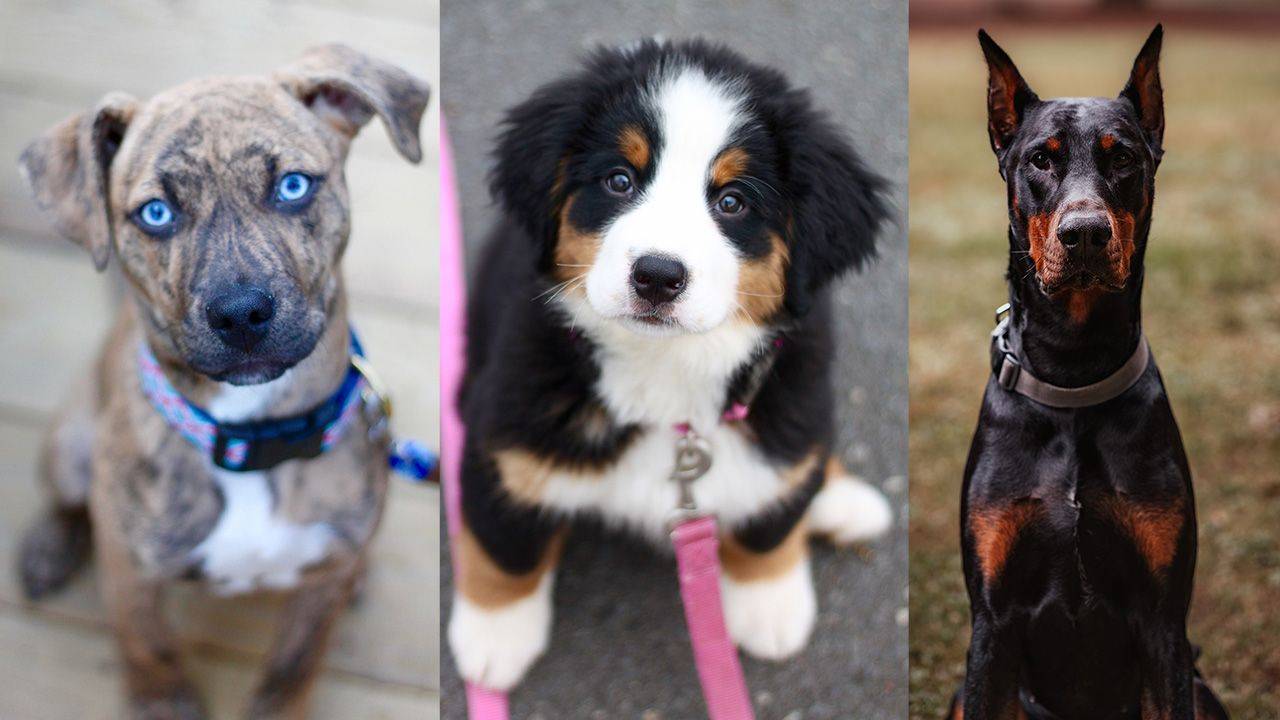 Breeder or Rescue: Shop and Adopt Responsibly