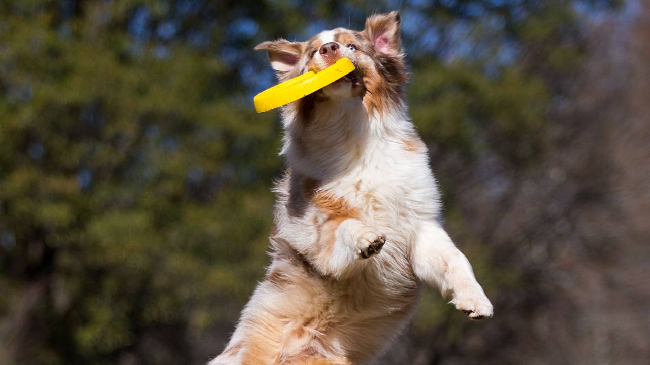 How To Teach Your Dog To Play Frisbee