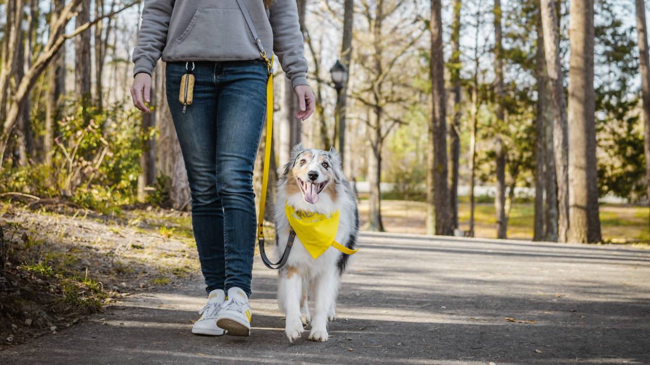 Mastering the Loose Leash Walk And Heel: Why You Should Teach Both