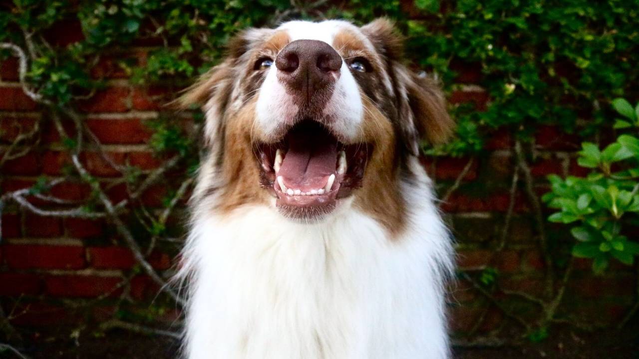 Shaping Behaviors: The Art and Science of Dog Training