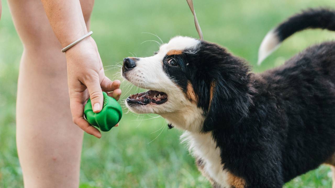 Essential Toys for Your Play Toolbox