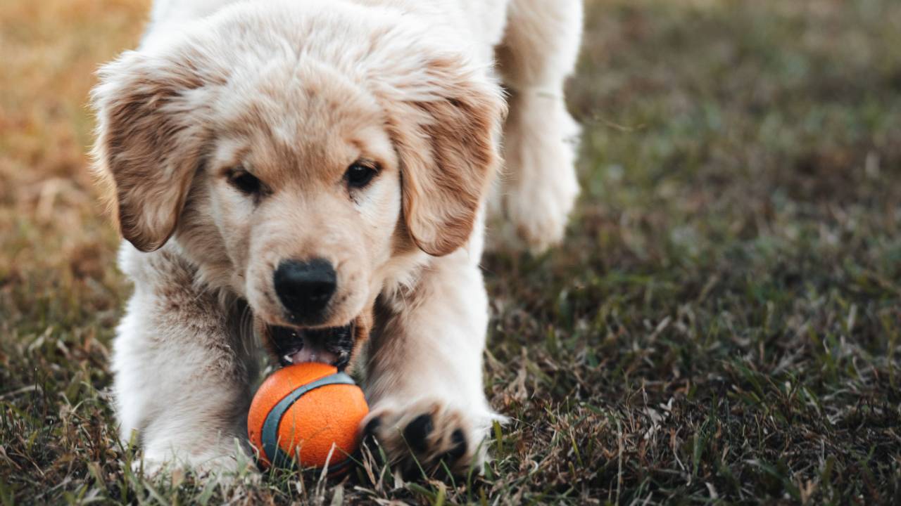 The Power of Play: Fetch