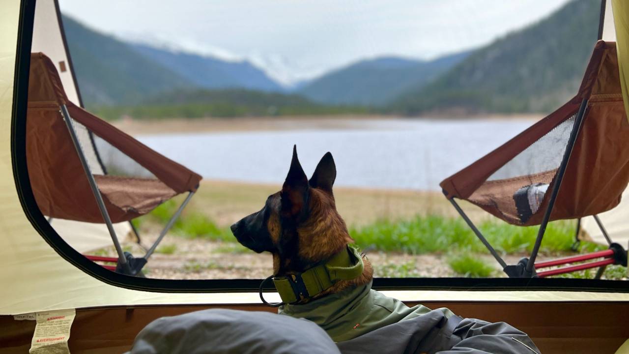 Five Tips for Camping with Your Dog this Fall