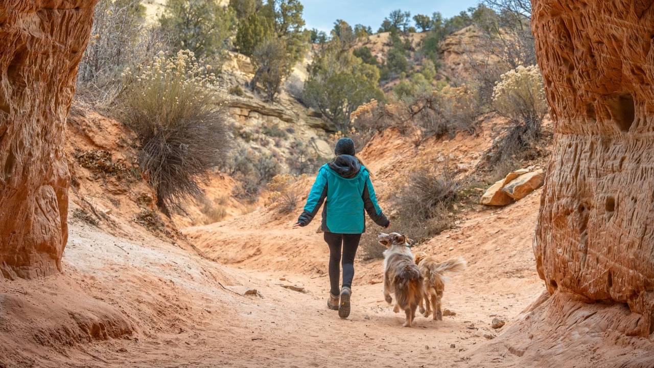 5 Tips for Traveling with Your Dog