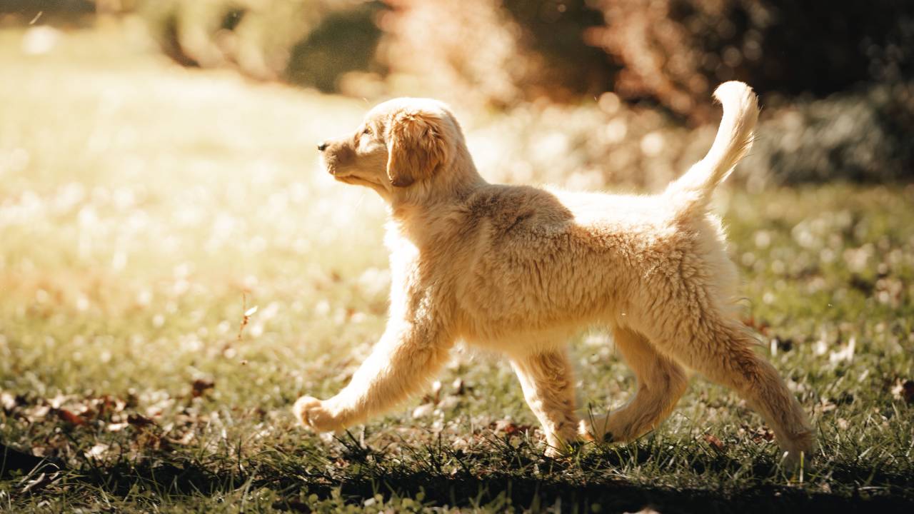 Puppy Prodigy Jenga!