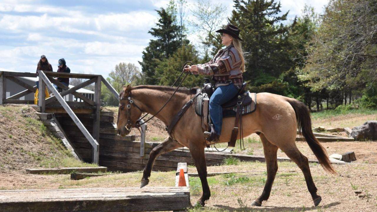 How Will Your Horse React