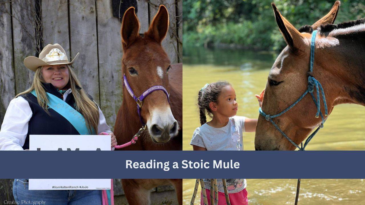 Reading a Stoic Mule