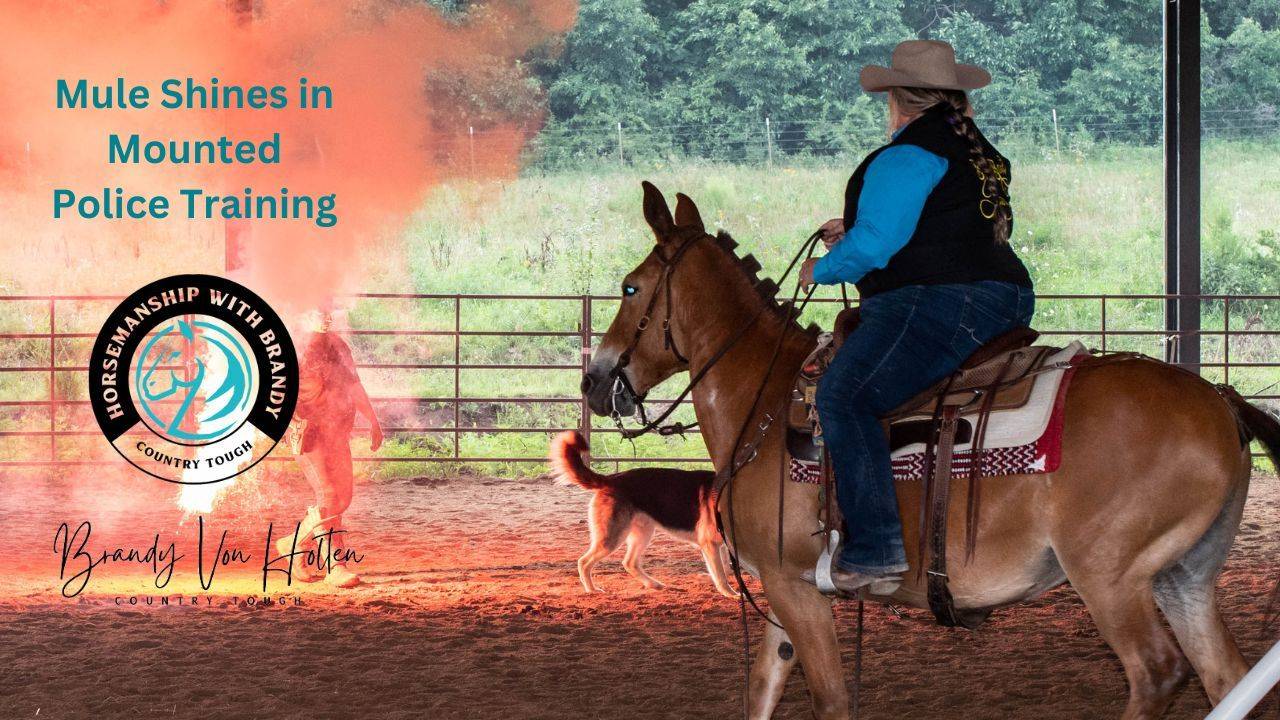 Mule Shines at Mounted Police Training