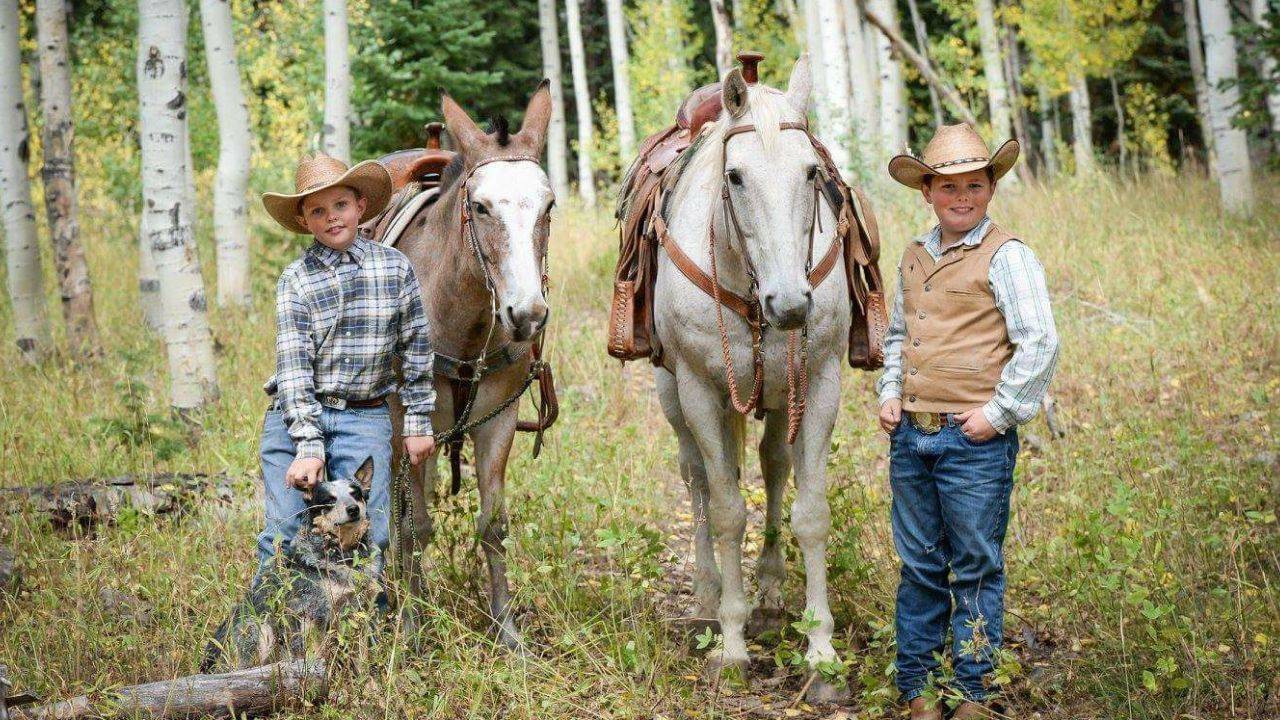 Training a Mule vs Training a Horse
