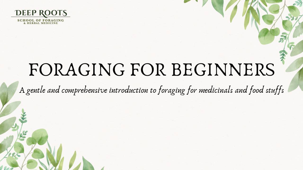 Foraging for Beginners Leadmag Opt-in 1