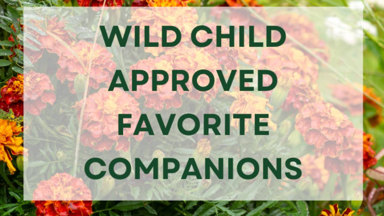 Wild Child Favorite Companions