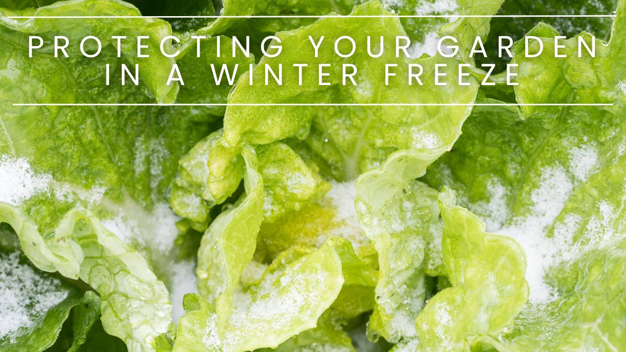 Protecting Your Garden In A Winter Freeze