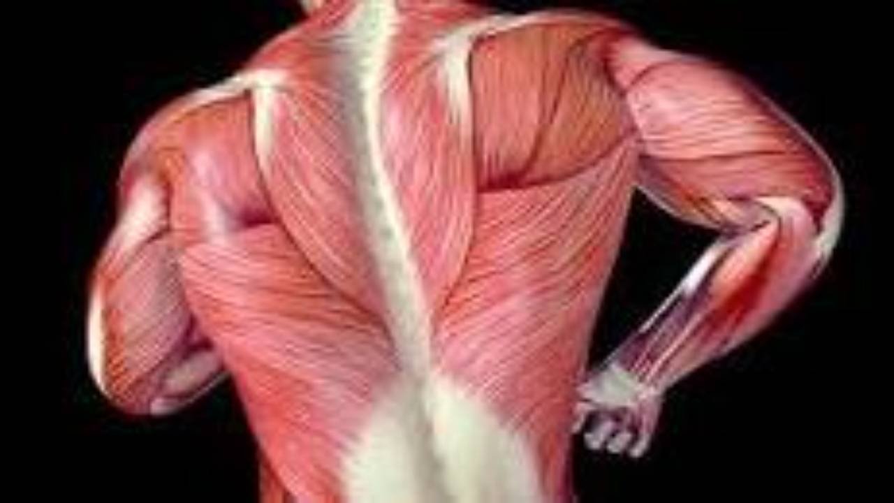 5 things you want to know about fascia